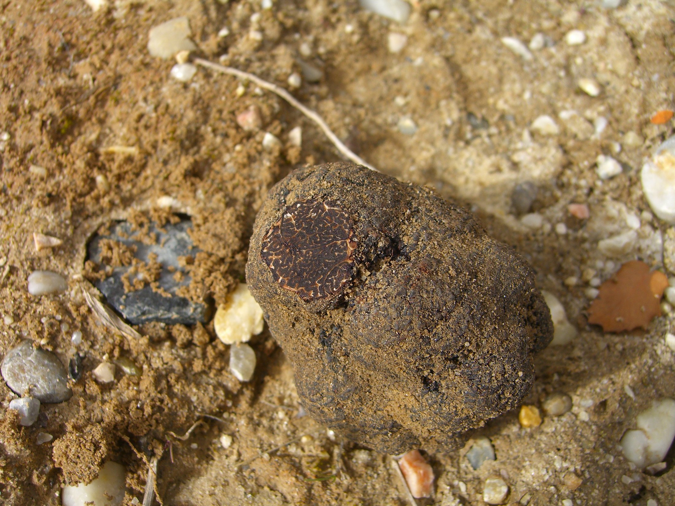 Encitruf Shop – Tienda Trufa Negra Tuber Melanosporum Vitt
